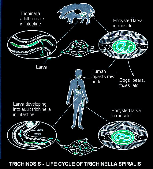 Análisis de triquina en carnes de caza y en matanzas domiciliarias